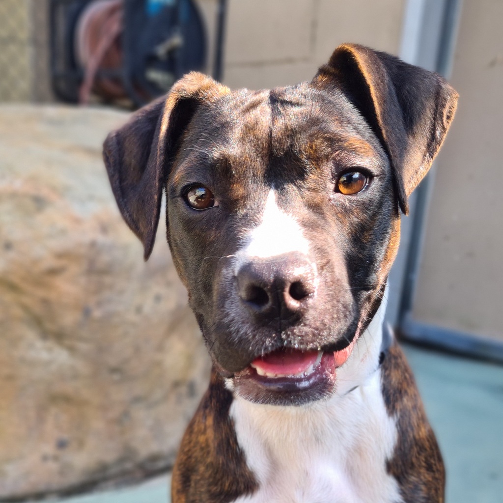 Eleanor - Large Female American Staffordshire Terrier x Boxer Mix Dog ...