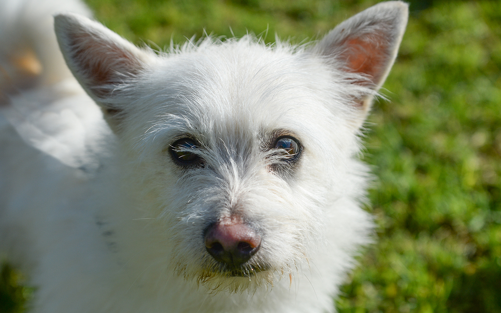 Sergei - Small Male Fox Terrier x Pomeranian Mix Dog in VIC - PetRescue