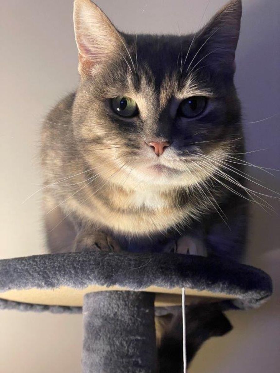 Starla Speranza - Female Domestic Medium Hair Mix Cat in VIC - PetRescue