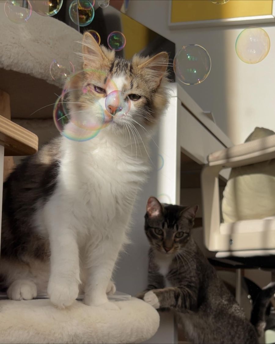 Little Bean - Male Domestic Medium Hair Cat in NSW - PetRescue