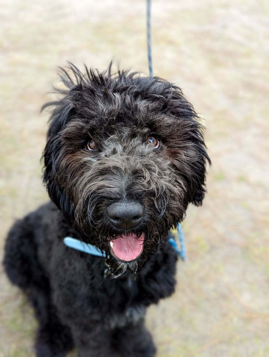 Ori - Medium Male Poodle x Labrador x Maremma Sheepdog Mix Dog in VIC ...