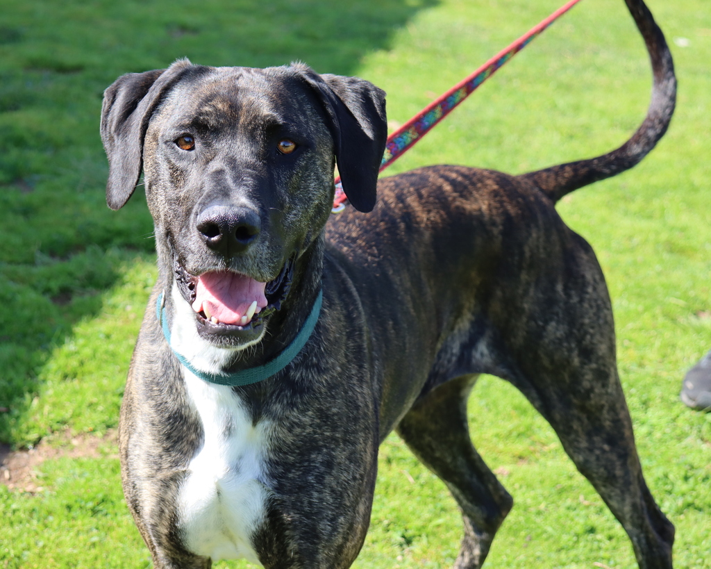 Ruby - Large Female Bull Arab x Rhodesian Ridgeback Mix Dog in ACT ...