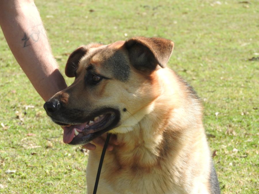 Milo - Large Male German Shepherd Dog in NSW - PetRescue