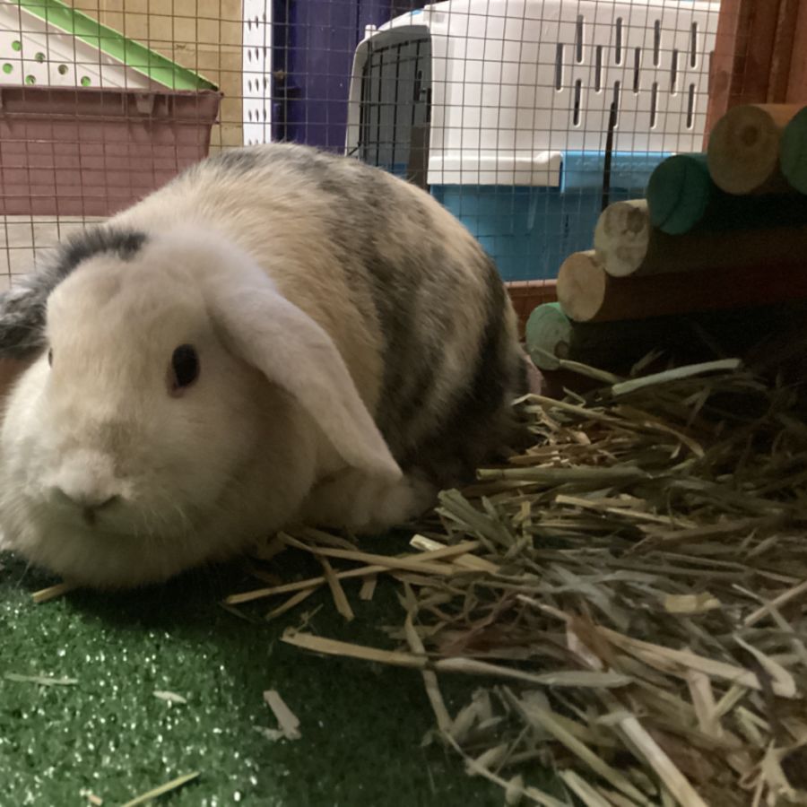 Aerith - Female Rabbit in NSW - PetRescue