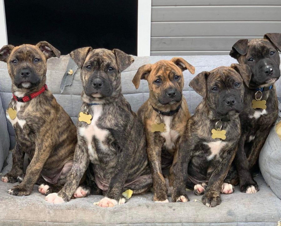 Australian Bands Litter - see individual listings - Large Female ...