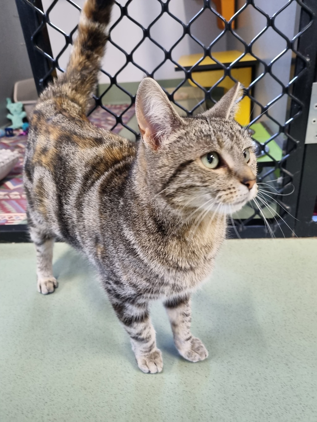 Sophie - Female Domestic Short Hair Mix Cat in QLD - PetRescue
