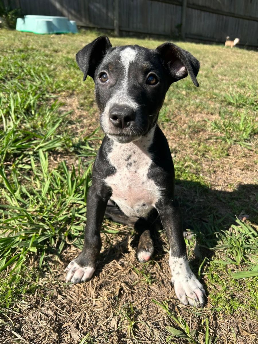 Maui - Medium Male Kelpie x Staffy Mix Dog in QLD - PetRescue
