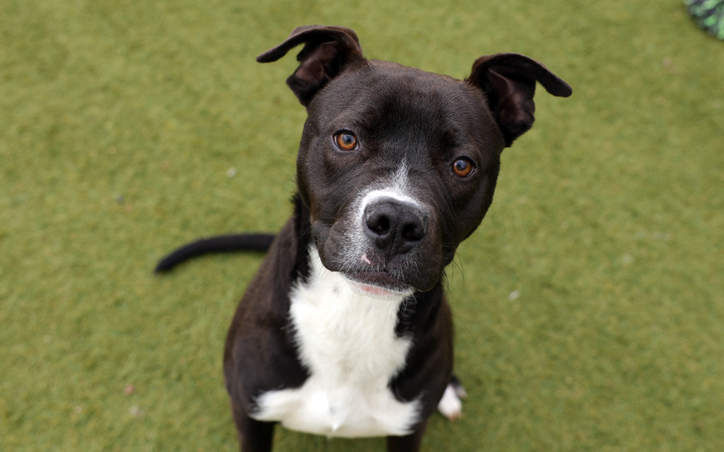 Buddy - Medium Male Staffy Mix Dog in VIC - PetRescue