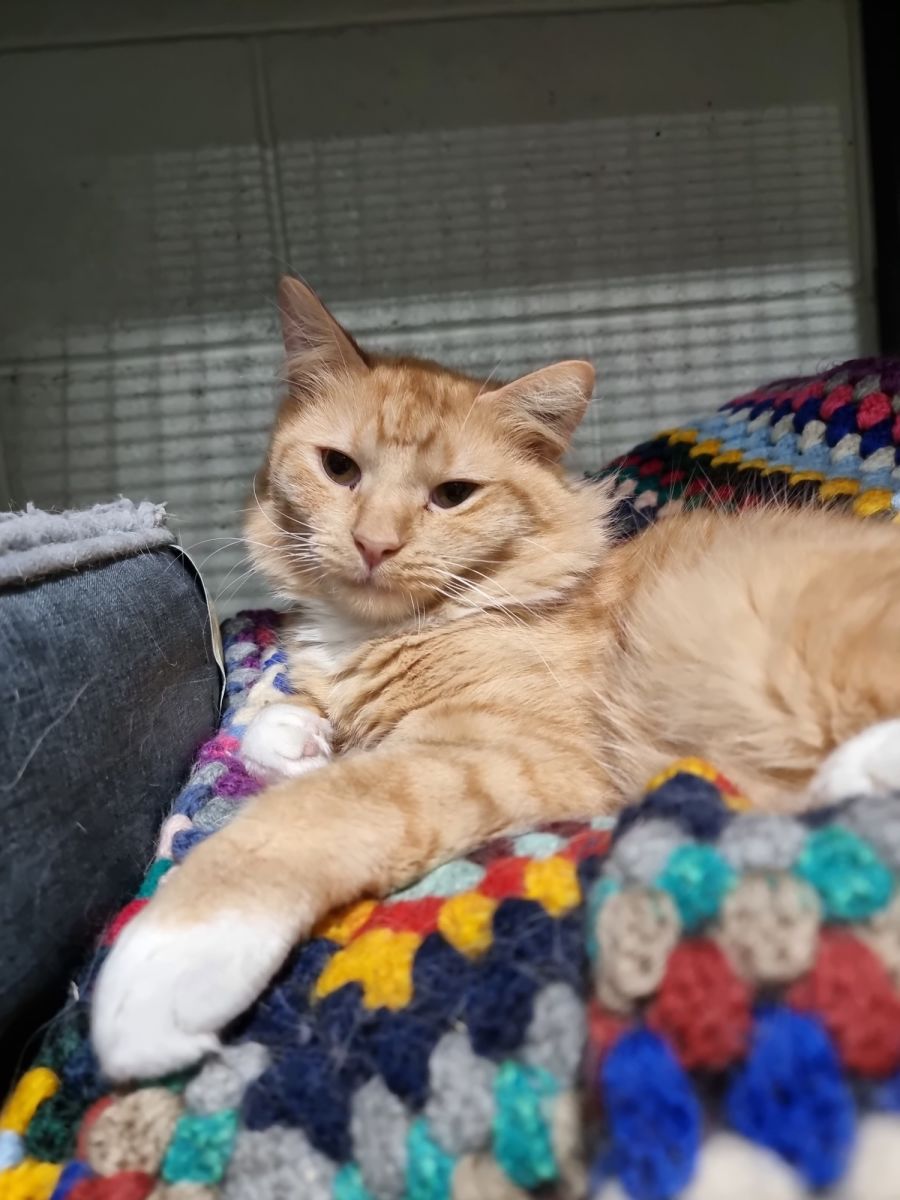 Chunk - Male Domestic Short Hair Cat in VIC - PetRescue