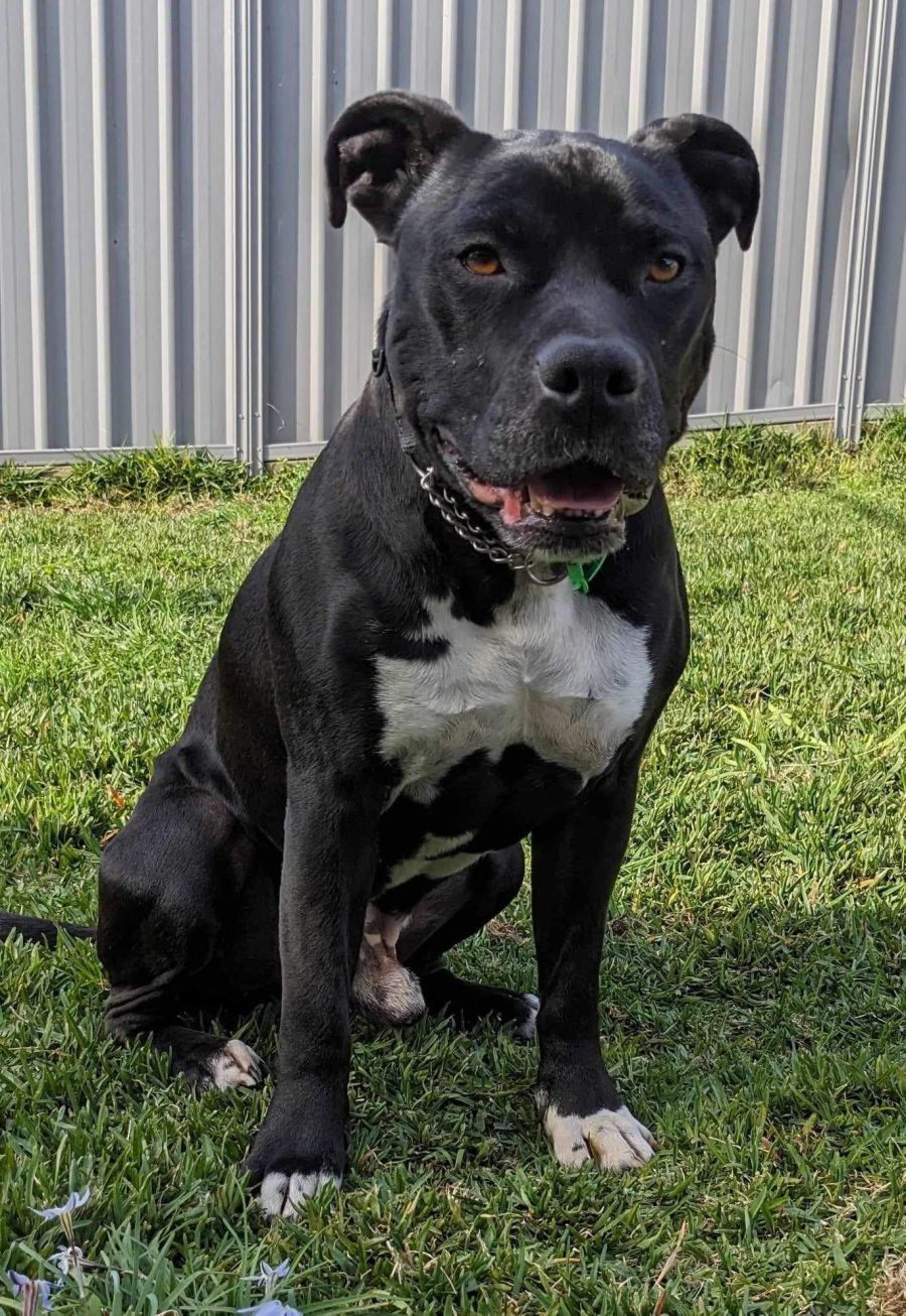 Tiki Animal Rescue - PetRescue