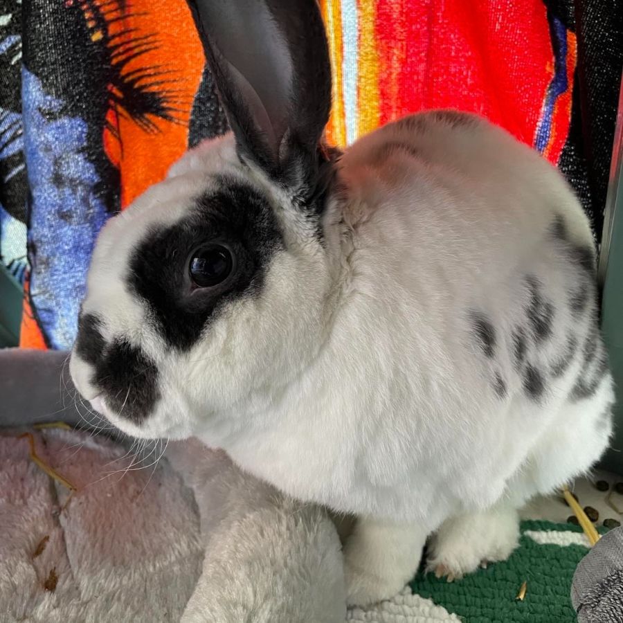 Jensen - Male Mix Rabbit in NSW - PetRescue