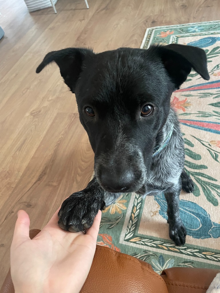 Ted - Medium Male Blue Heeler Dog in VIC - PetRescue