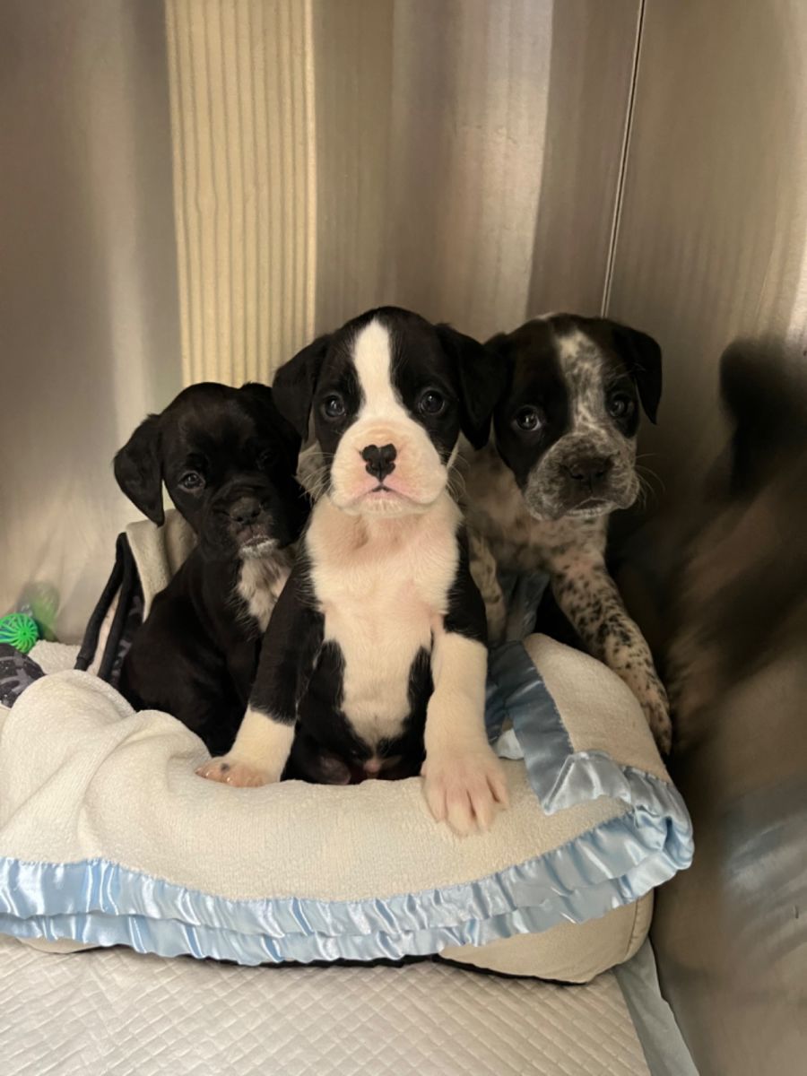Puppies (male & female) - Large Male Boxer x Pointer Dog in VIC - PetRescue