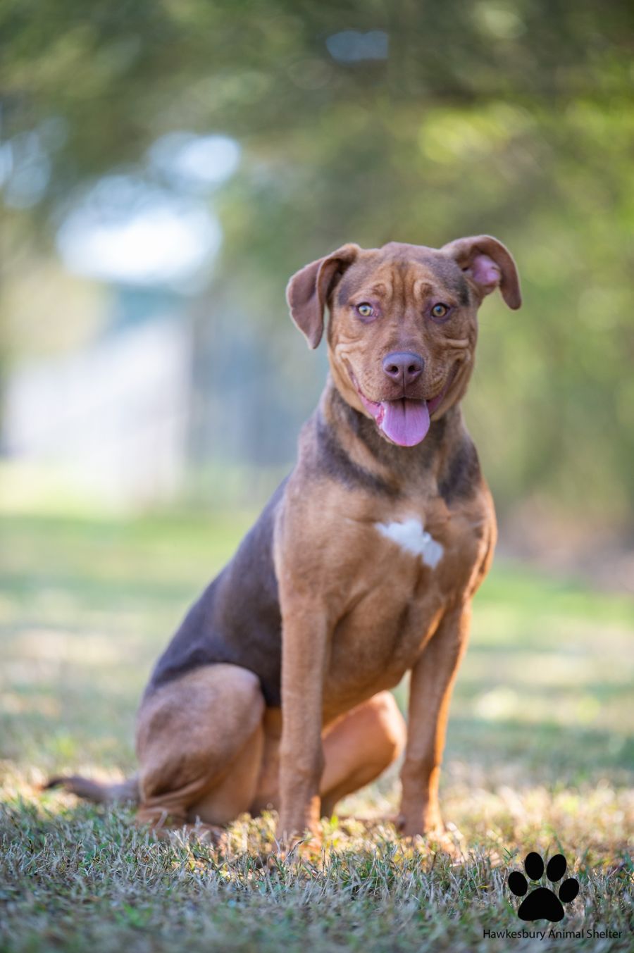 Amber - Large Male Staffy Mix Dog in NSW - PetRescue