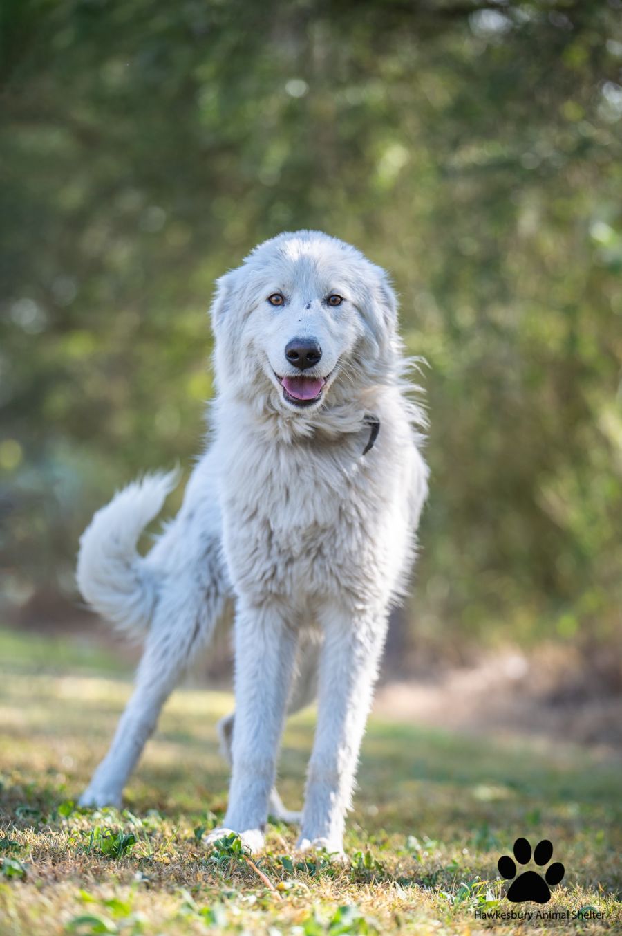 Yogi - Large Male Maremma Sheepdog Dog in NSW - PetRescue
