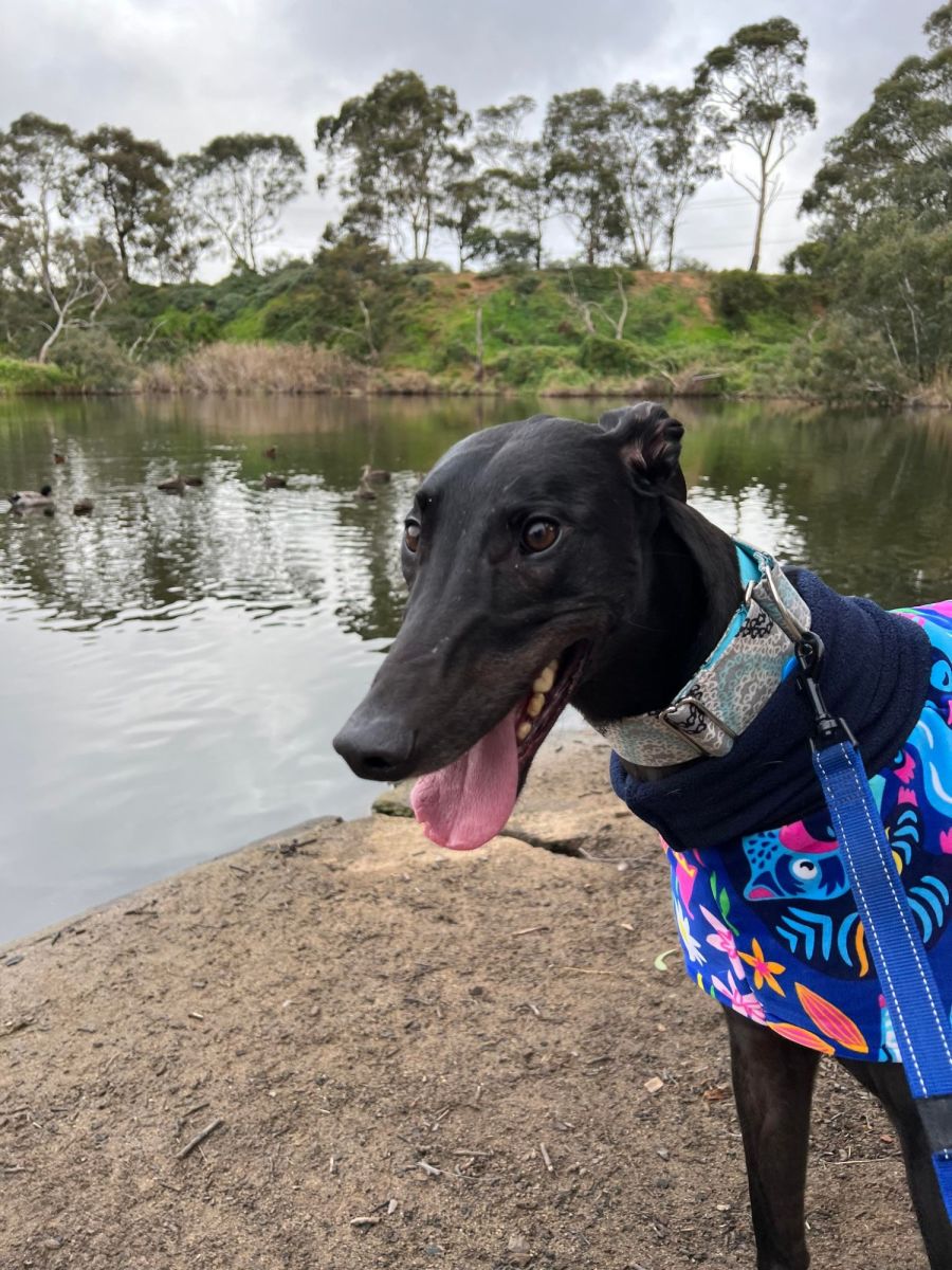 Eddie - Large Male Greyhound Dog in VIC - PetRescue
