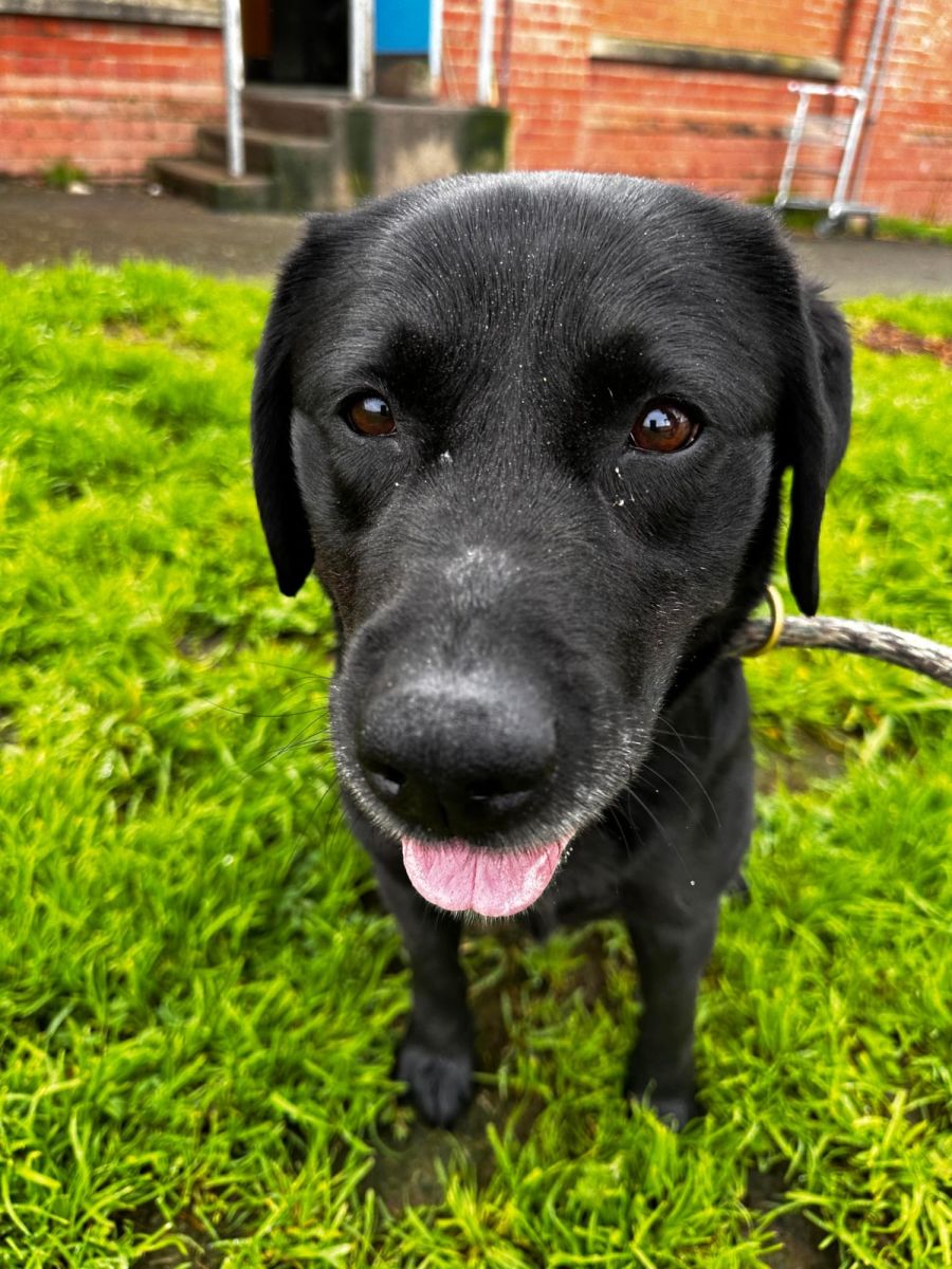 Lola - Medium Female Labrador Dog in VIC - PetRescue