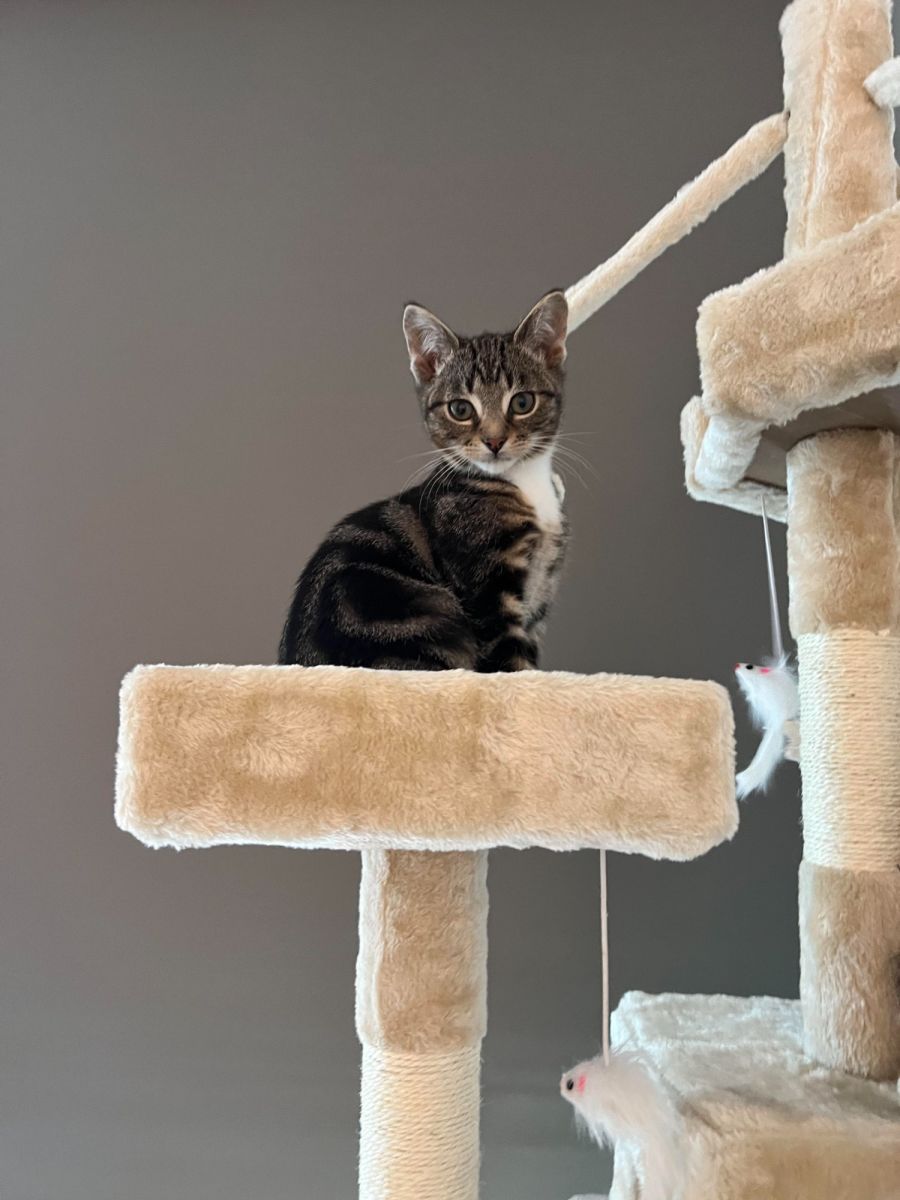 Elijah - Male Domestic Short Hair Cat in VIC - PetRescue