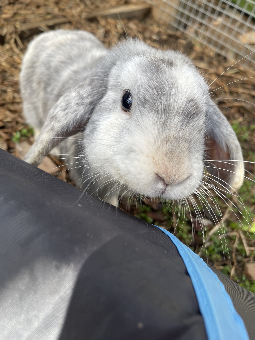 Habanero - Male Lop Eared Mix Rabbit in NSW - PetRescue