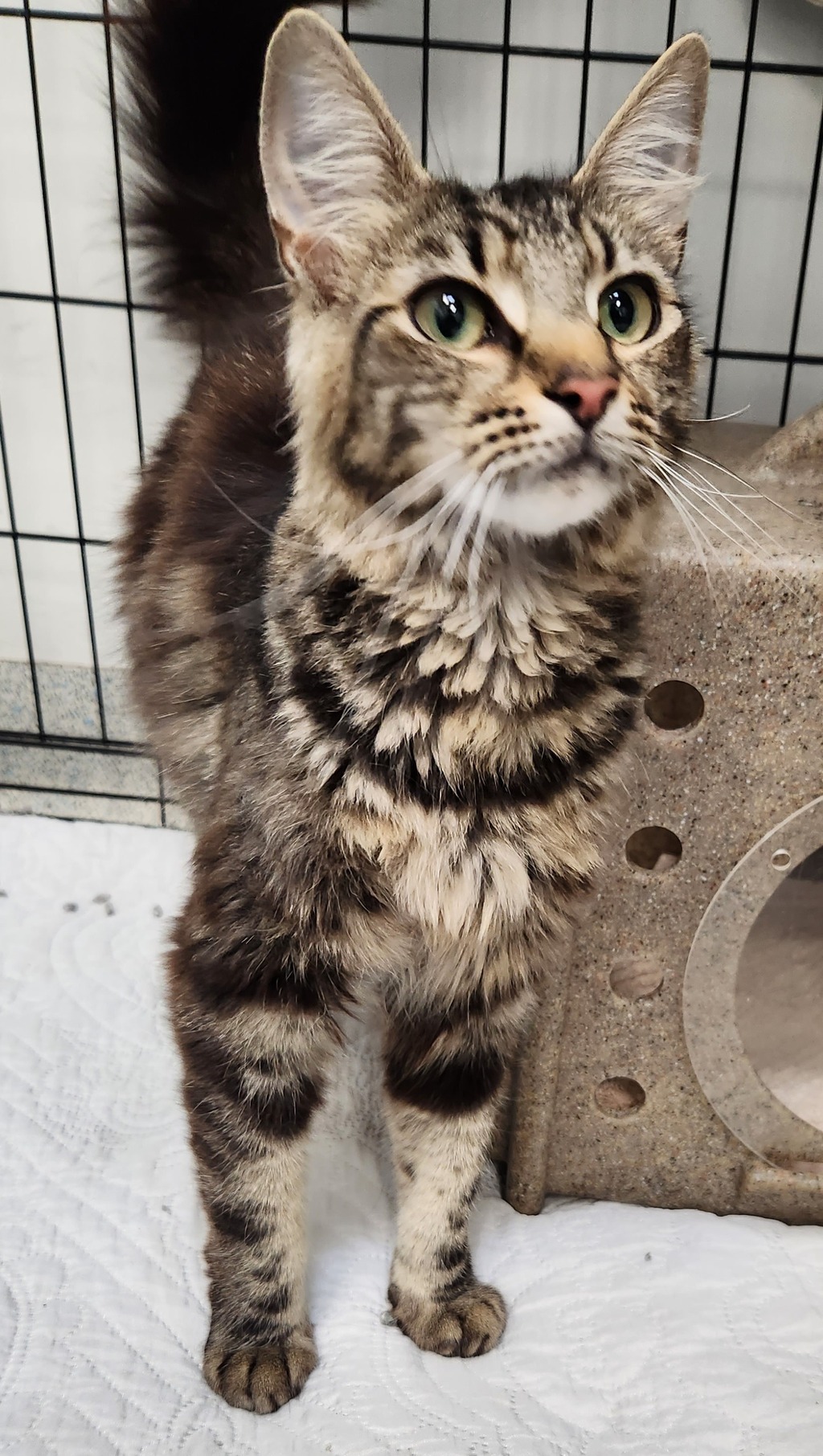 Fabiana - Female Domestic Medium Hair Mix Cat in VIC - PetRescue