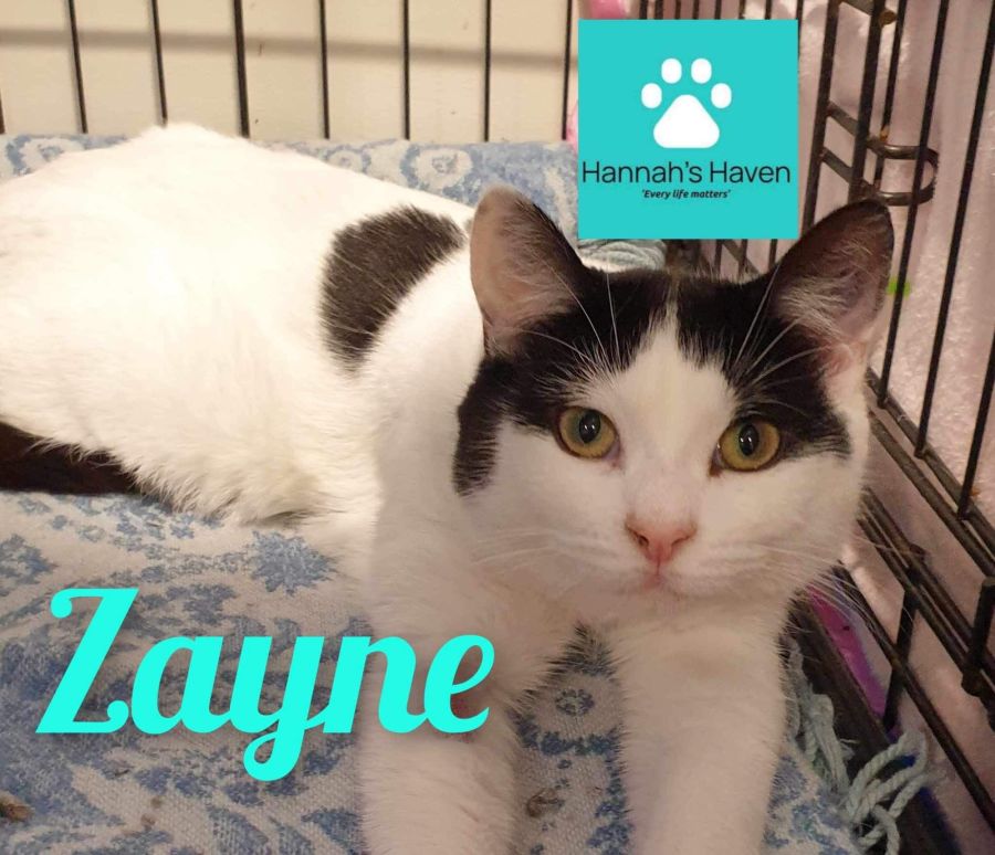Zayne - Male Domestic Short Hair Cat in VIC - PetRescue