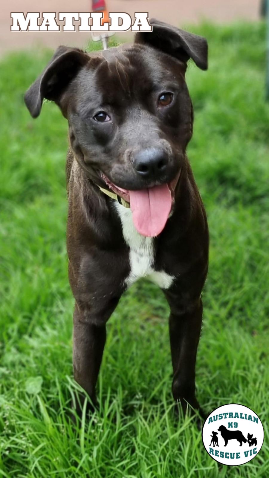 Matilda - Medium Female Staffy Mix Dog in VIC - PetRescue