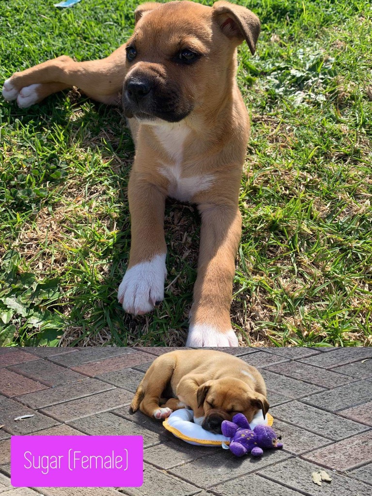 Sugar - Medium Female Rhodesian Ridgeback x Staffordshire Bull Terrier ...