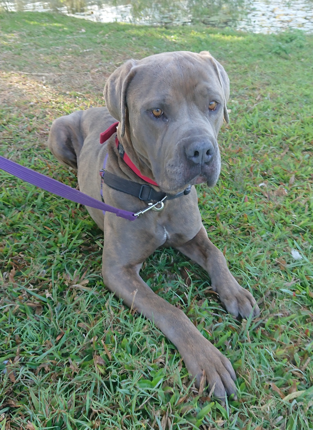 Ceasar - Large Male Neapolitan Mastiff Mix Dog in QLD - PetRescue