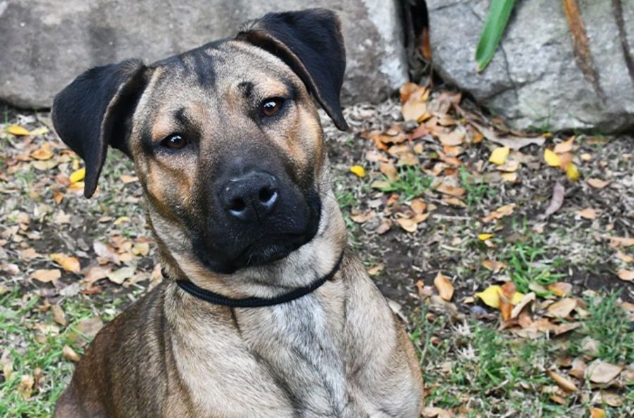 Sasha 35376 - Medium Female Rhodesian Ridgeback Mix Dog in NSW - PetRescue