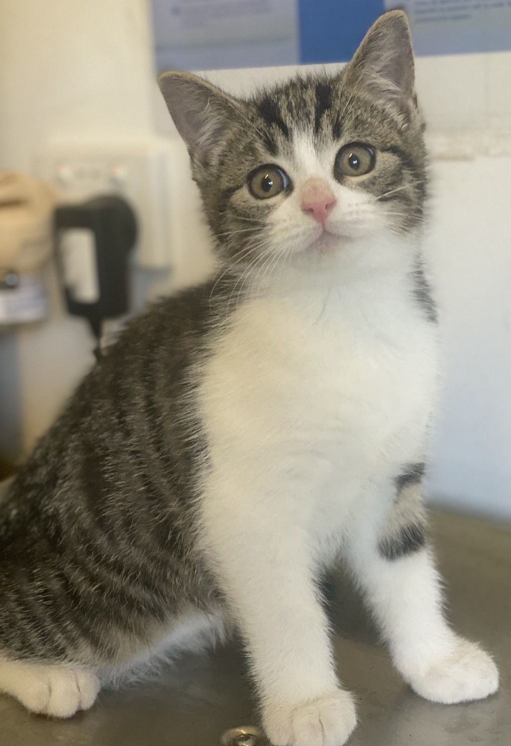 Toffee - Male Domestic Short Hair Mix Cat in VIC - PetRescue