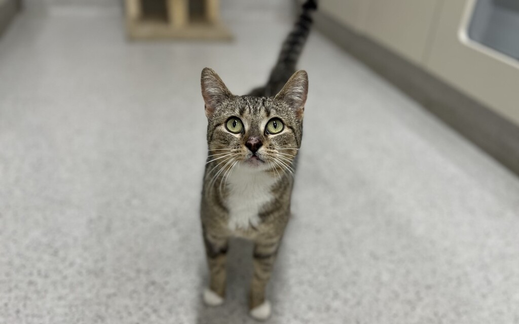 Isabelle - Female Domestic Short Hair Mix Cat in VIC - PetRescue