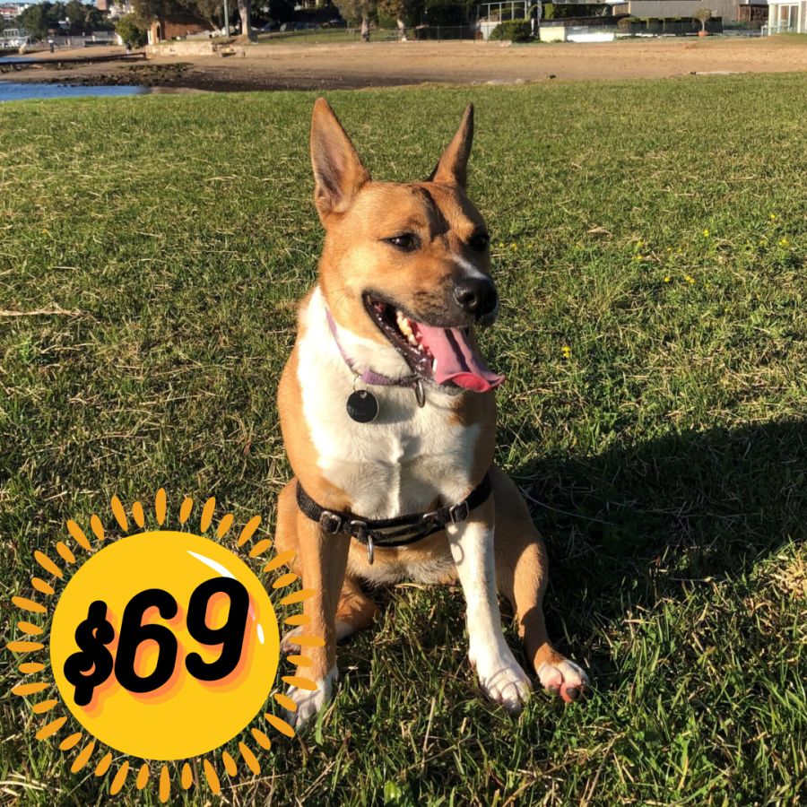 Selkie - Small Female Kelpie x Corgi Mix Dog in NSW - PetRescue