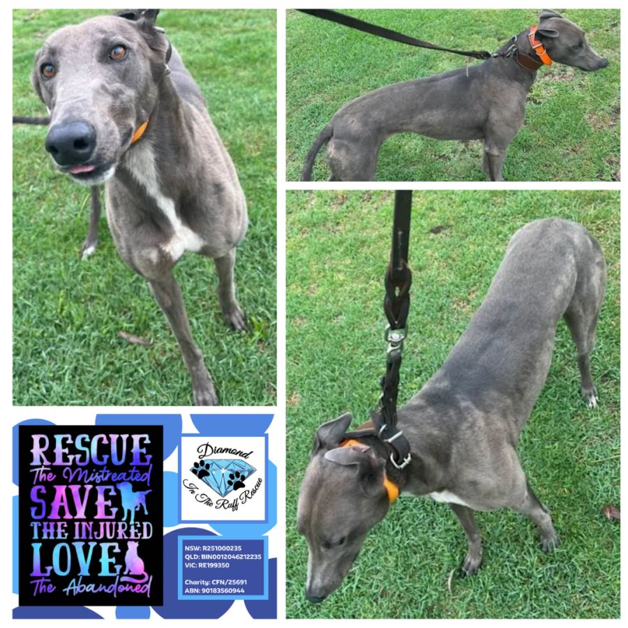 Bluey - Large Male Greyhound Dog in NSW - PetRescue