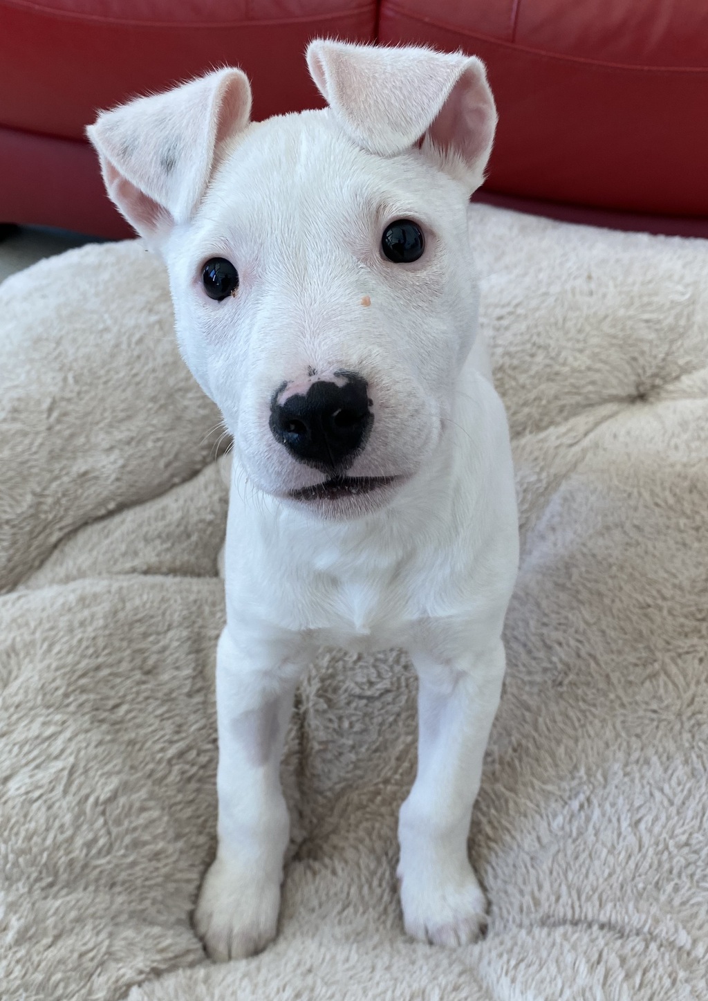 Rye - Medium Male Bull Arab Mix Dog in QLD - PetRescue