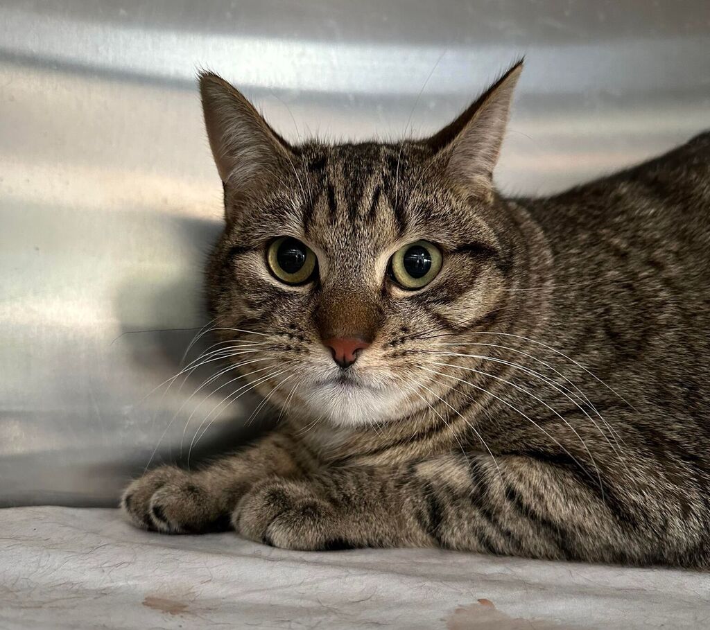 Muhammed - Male Domestic Short Hair Cat in ACT - PetRescue