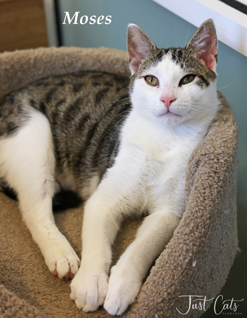 Moses - Male Domestic Short Hair Cat in TAS - PetRescue