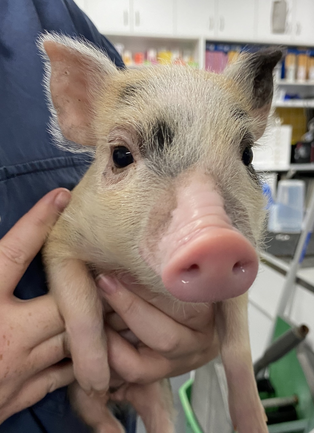 Pigachu - Male Pig Mix Pig in QLD - PetRescue