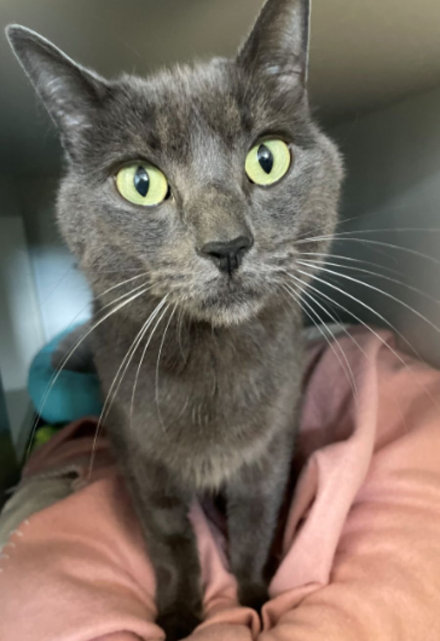 Teddy - Male Manx Cat in NSW - PetRescue