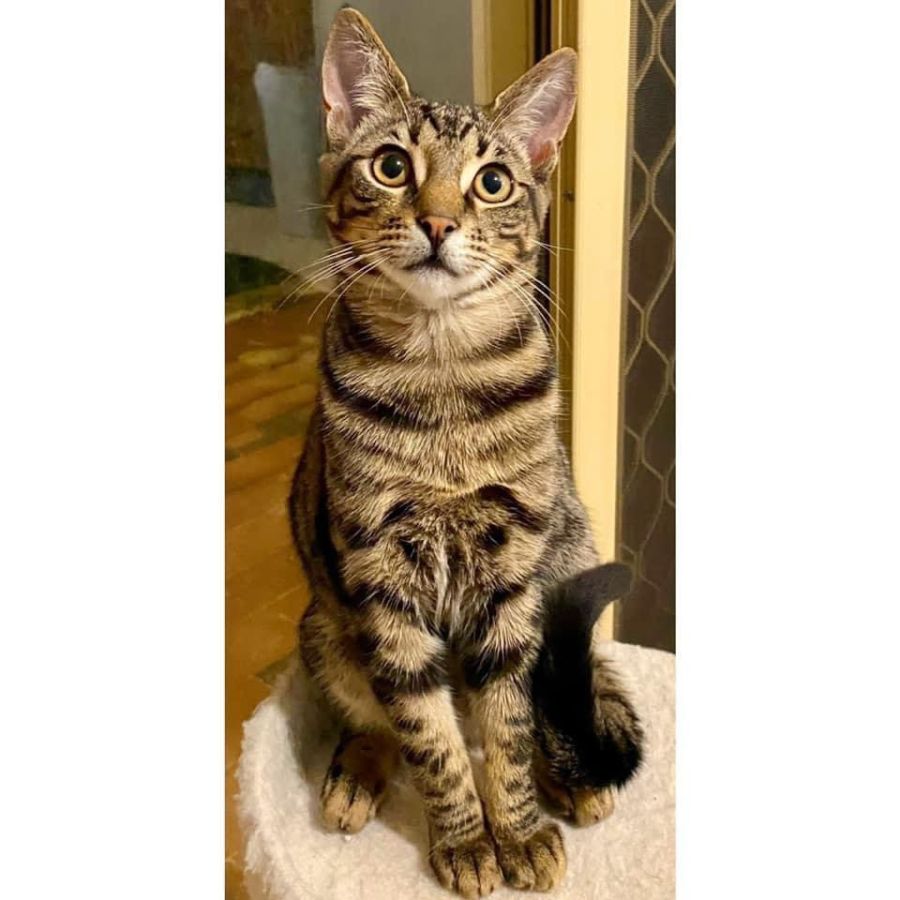 9397 - Zephyr - Male Domestic Short Hair Cat in WA - PetRescue