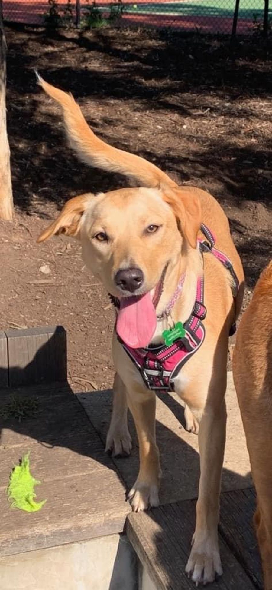 Imogen - Medium Female Labrador Mix Dog in VIC - PetRescue