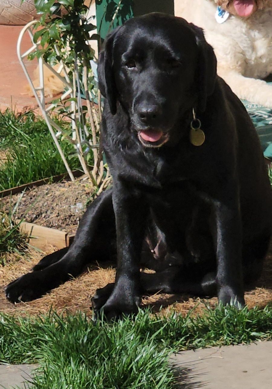Georgie Wiggles - Medium Female Labrador Mix Dog in VIC - PetRescue