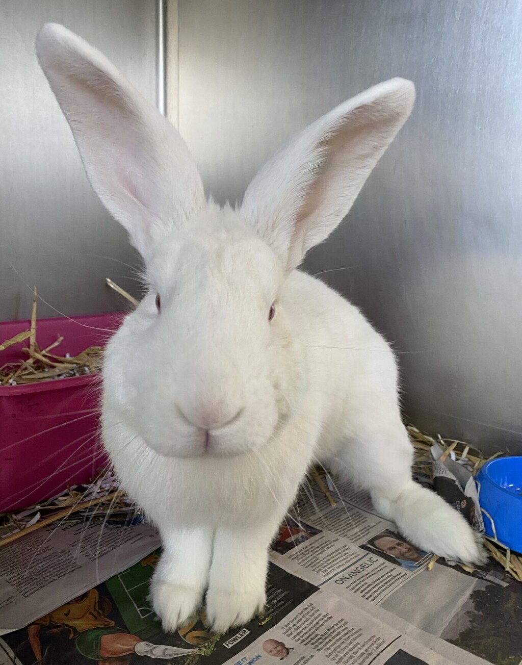 Mercury - Male New Zealand Rabbit in VIC - PetRescue