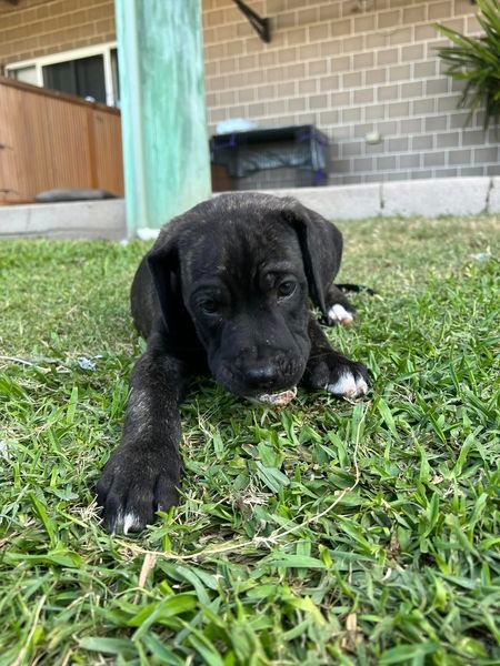Brax - Large Male Bull Arab x Neapolitan Mastiff Mix Dog in QLD - PetRescue
