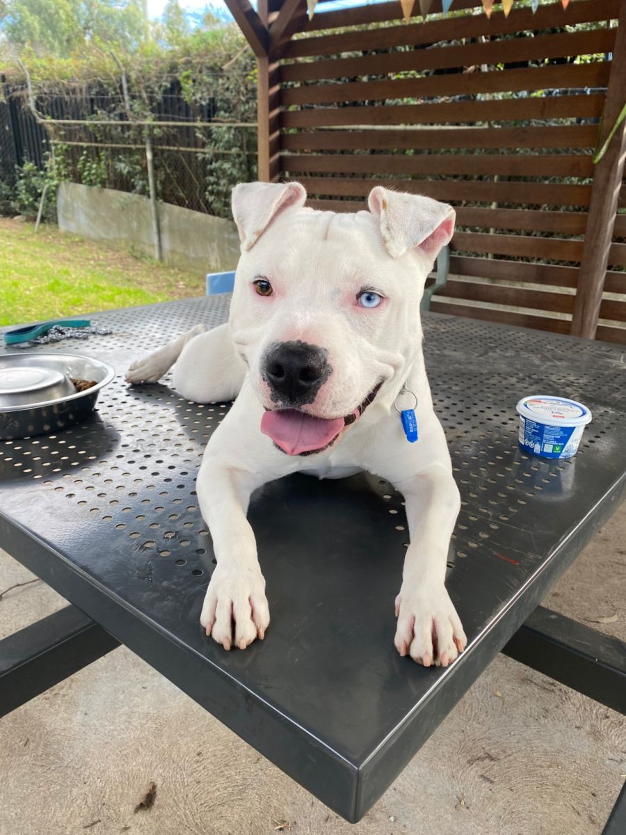 Bonsai - Medium Male American Staffordshire Bull Terrier Dog in NSW ...