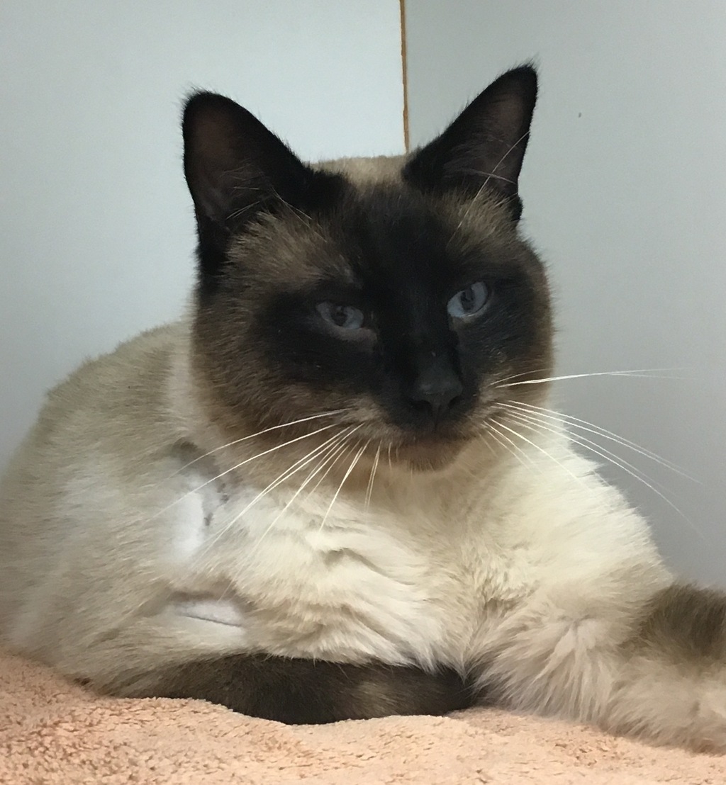 Pudding - Male Birman Mix Cat in VIC - PetRescue