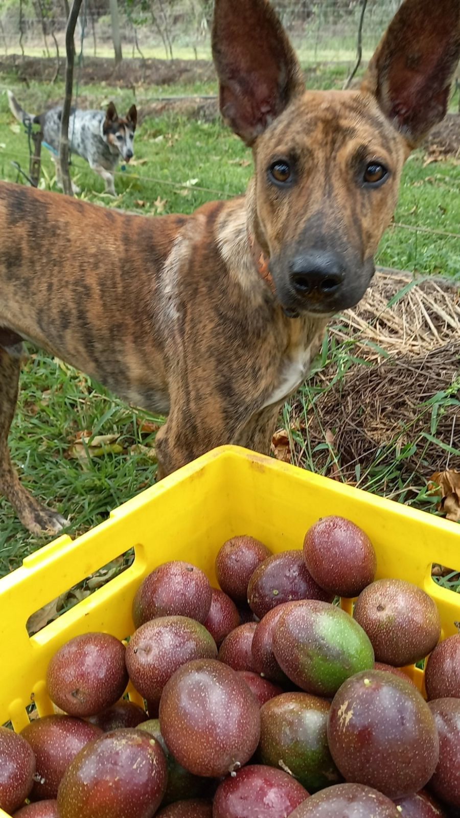 Wagner - Medium Male Mixed Breed Dog in QLD - PetRescue