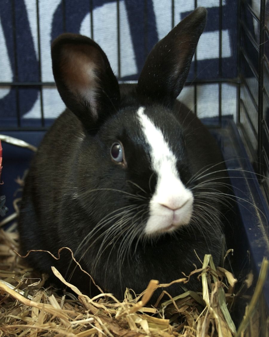 Serena - Female Netherland Dwarf Rabbit in NSW - PetRescue