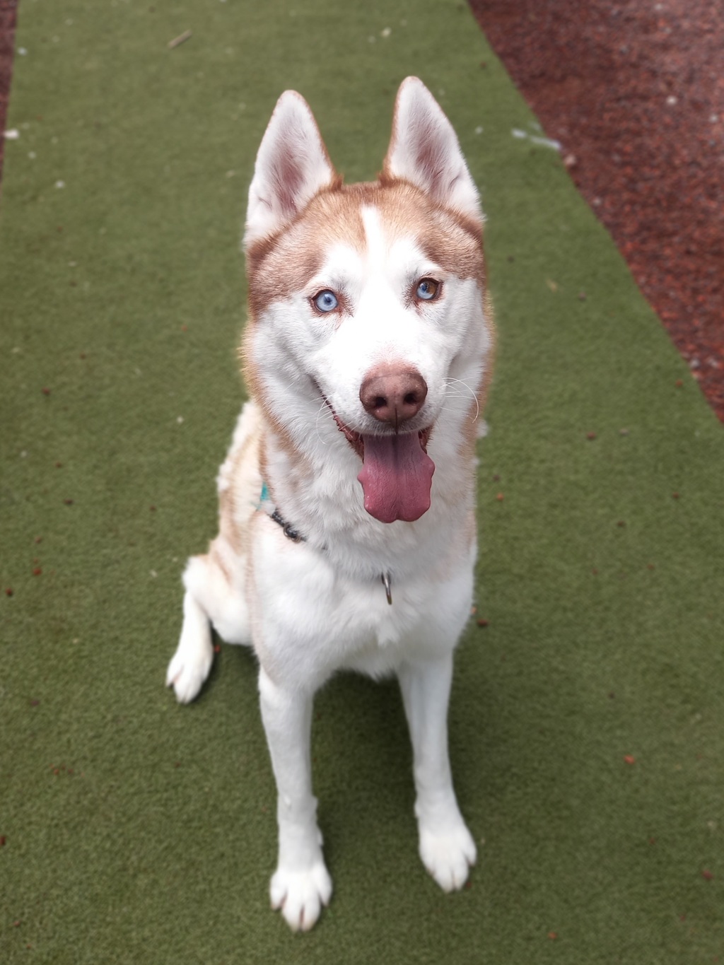 Bowie - Small Male Siberian Husky Dog in VIC - PetRescue