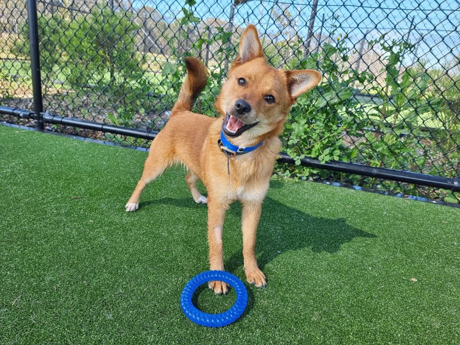 Shivers imp 1376 - Small Male Mixed Breed Dog in NSW - PetRescue