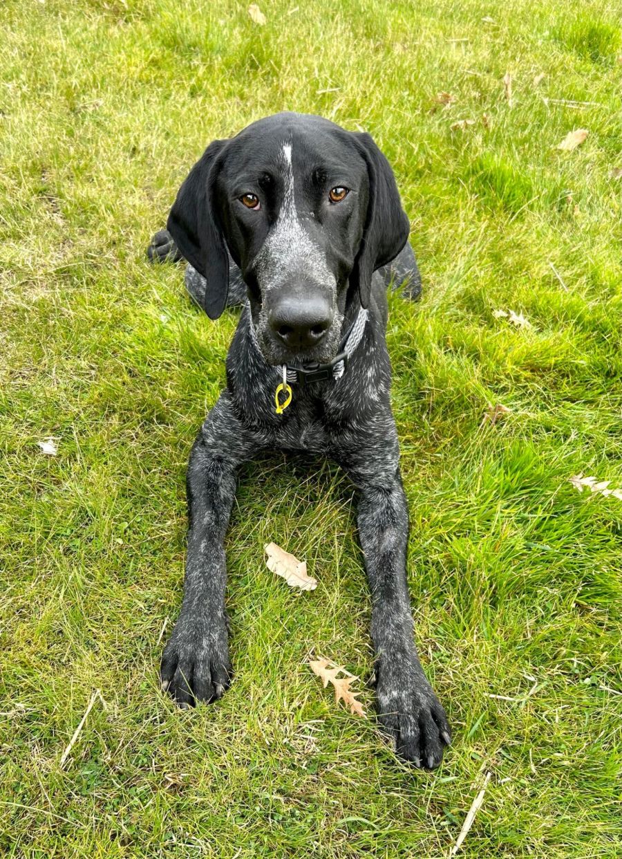 Stryder - Large Male German Shorthaired Pointer Dog in VIC - PetRescue